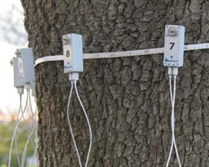 Arbotom® 2D/3D Sonic Tree Tomography - RINNTECH