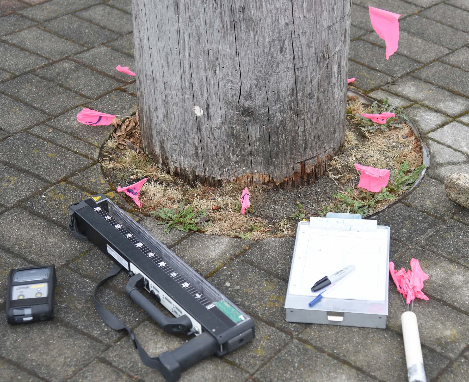 Timber Testing with the Resistograph® - RINNTECH