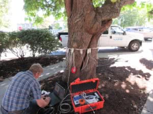 Arbotom® 2D/3D Sonic Tree Tomography - RINNTECH